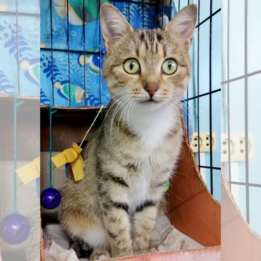 Взрослая кошка от частного владельца