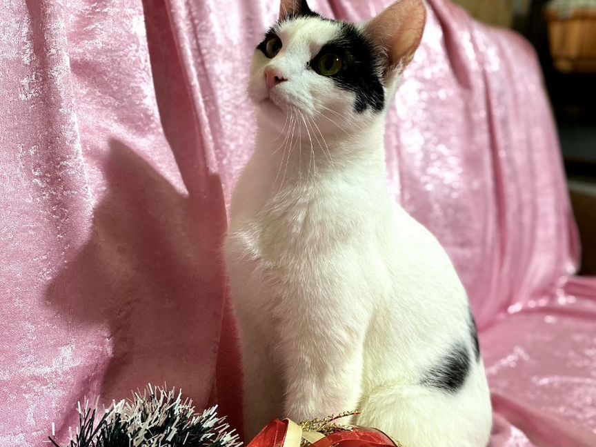 Котик ласковый