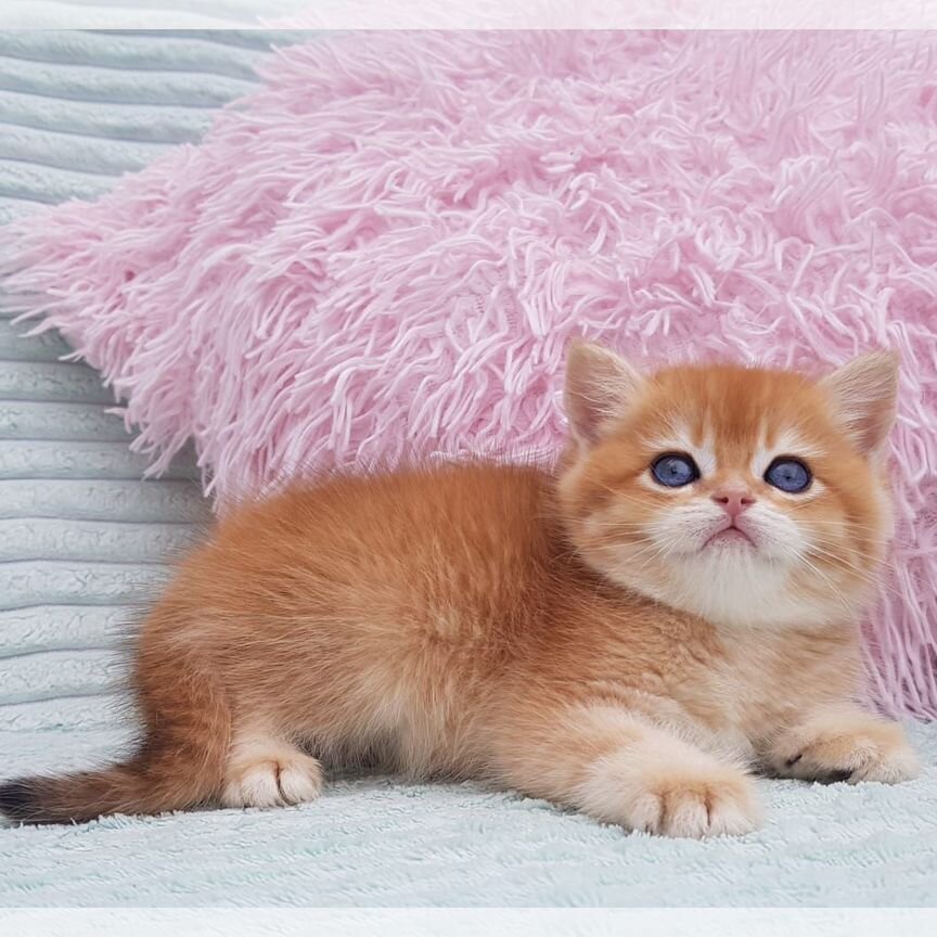 Золотая шиншилла