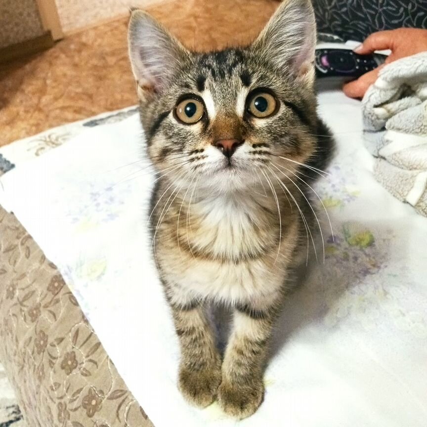 Котëнок в надëжные руки