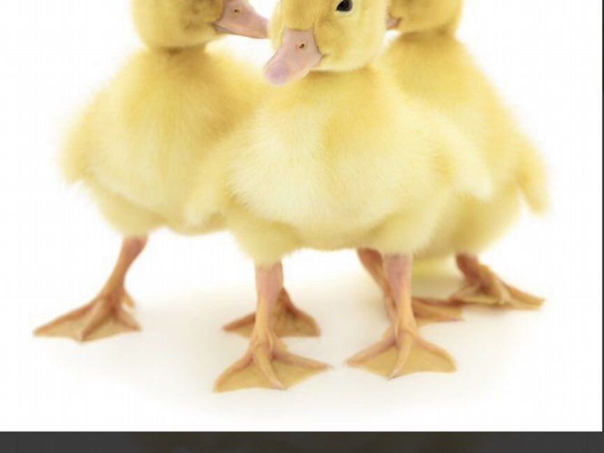 Утята агидель