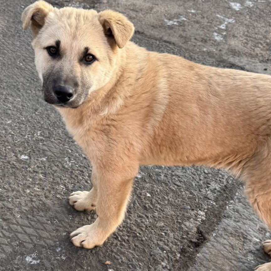 Отдам щенка овчарки в добрые руки