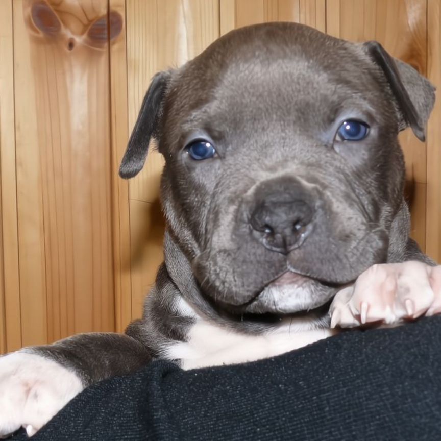 Американский стаффордширский терьер, щенок