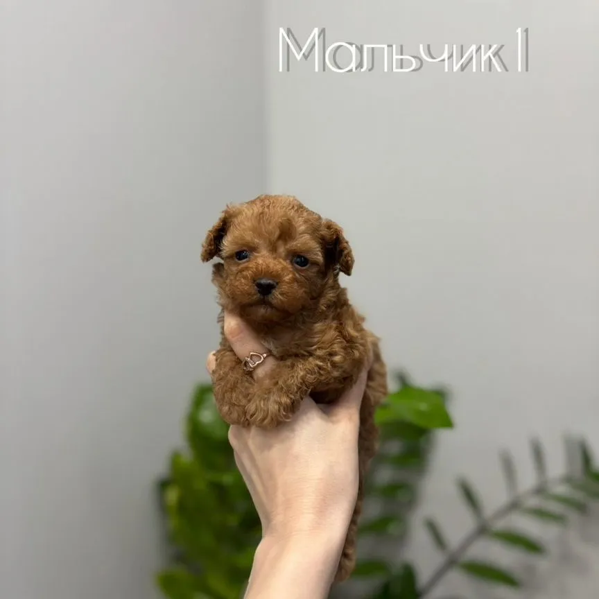 Щенки пуделя