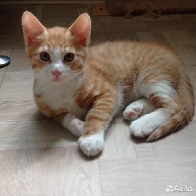 Рыжики котятки