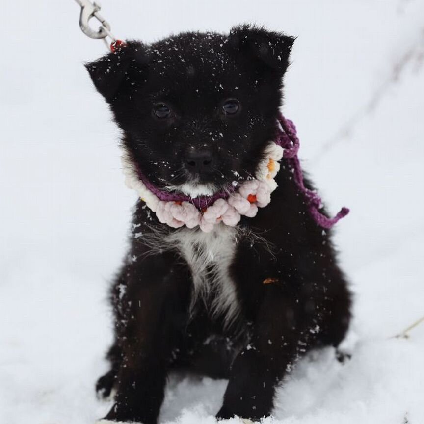 Щенок в добрые руки