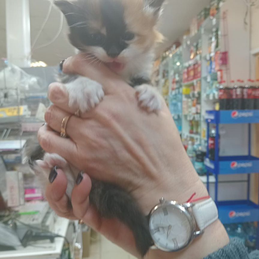Отдам бесплатно в добрые руки котенка девочку