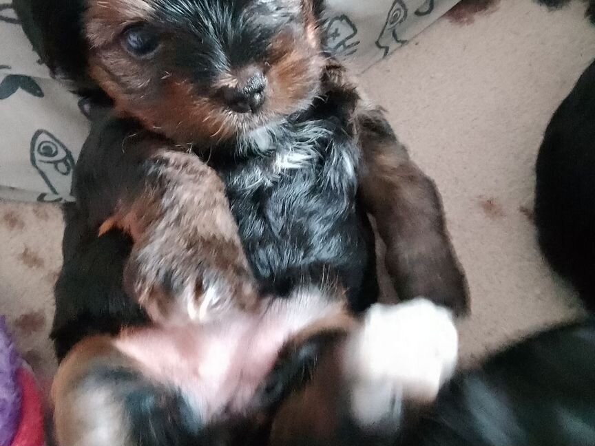 Йоркширский терьер