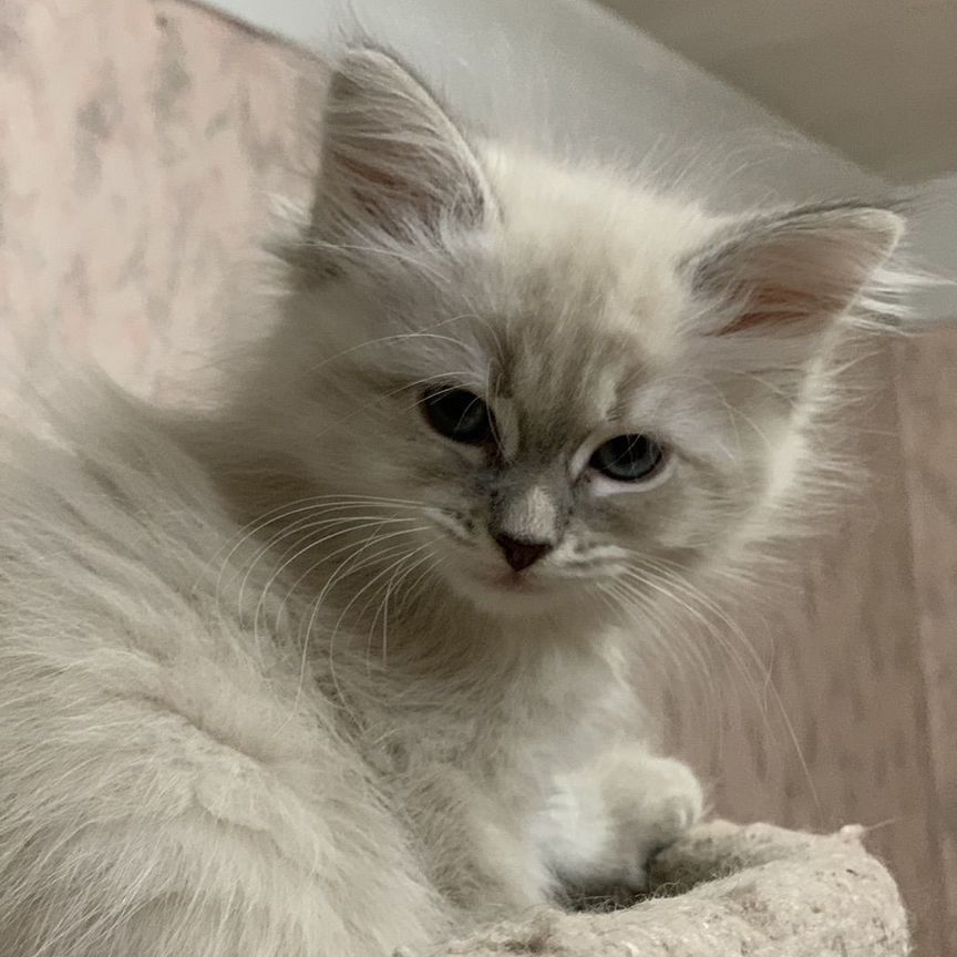 Невская кошечка