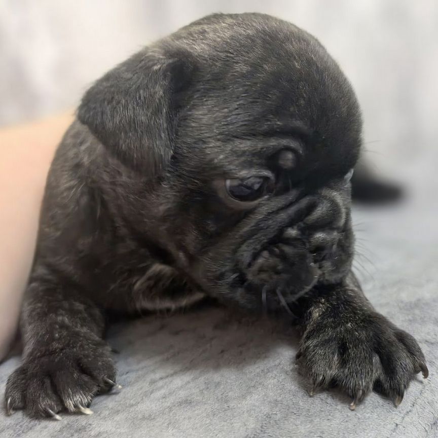 Французский бульдог, щенок