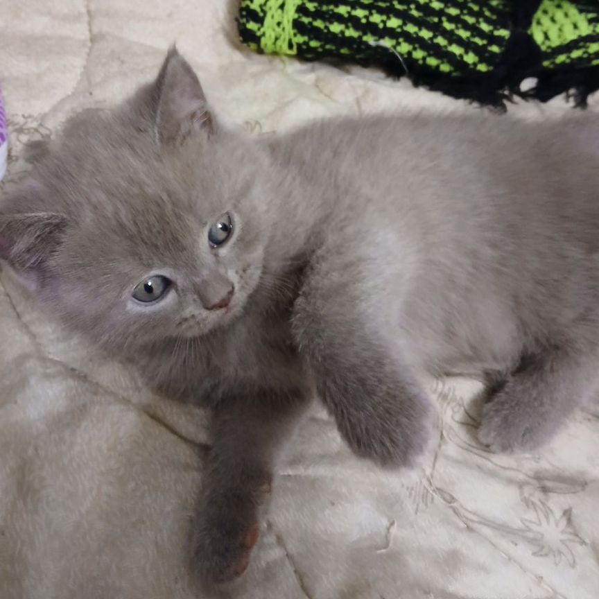 Британский короткошёрстный котёнок