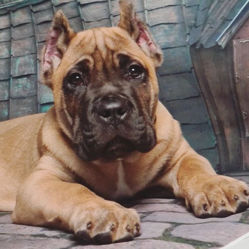 Плюшевый Красавчик Кане Корсо