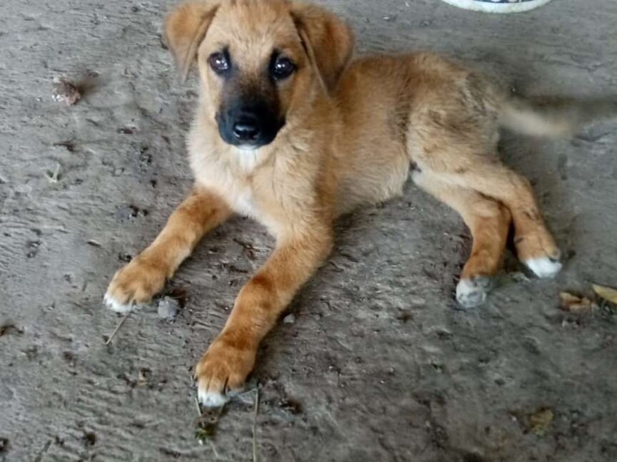 Собака щенок 3 мес мальчик