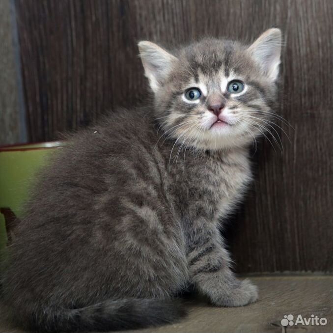Котенок ласковый 1,5 мес