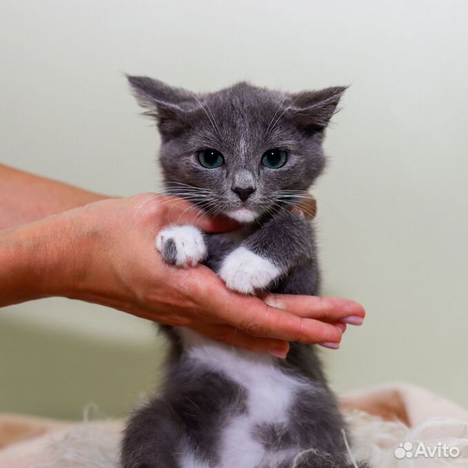 Мери - истинная леди