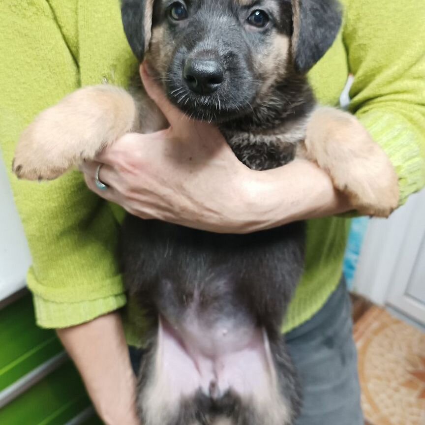 Продажа немецкой овчарки, щенки