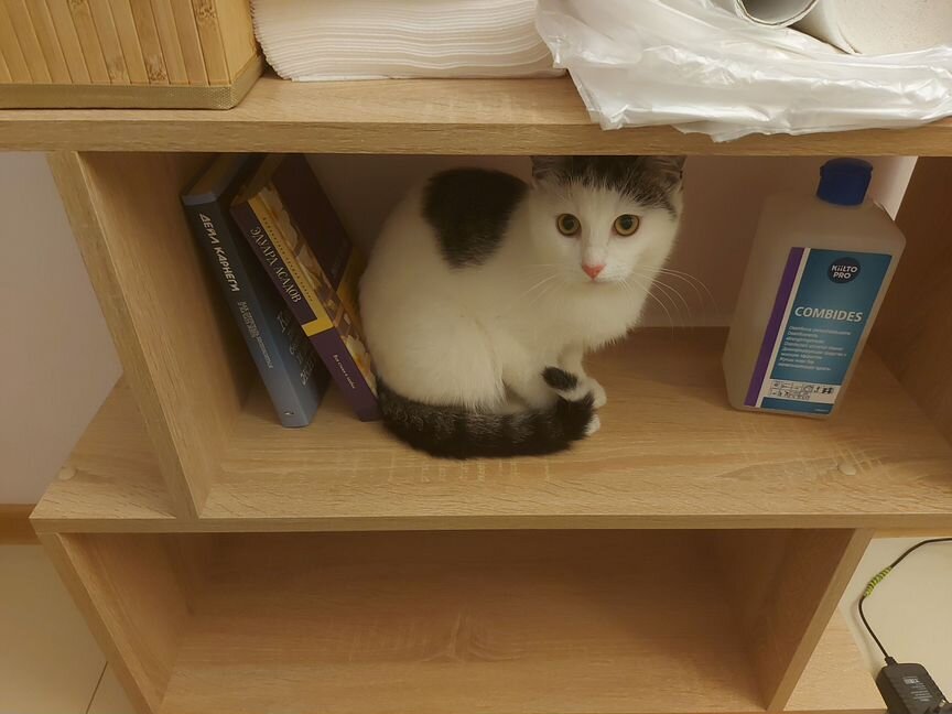 Кошечка в добрые руки