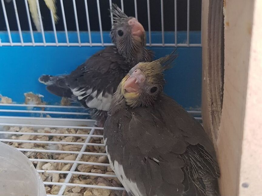 Попугай корелла птенец