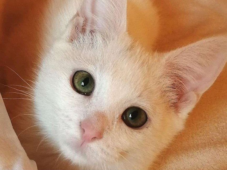 Котенок белая кошка бесплатно