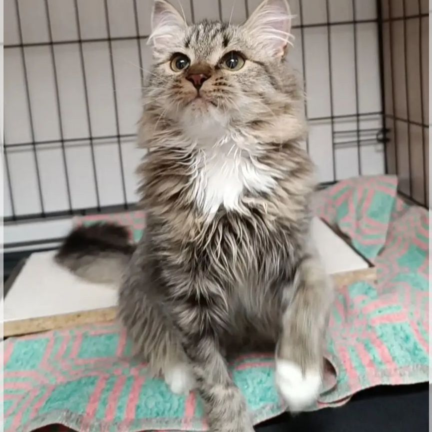 Котёнок в добрые руки