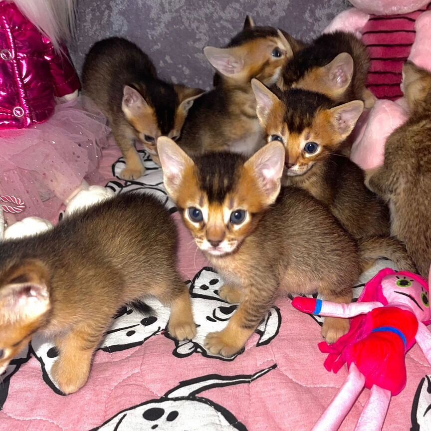 Котята