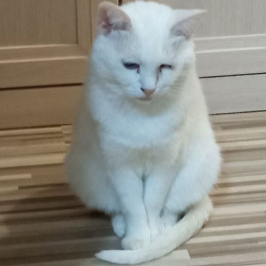 Кошки в добрые руки