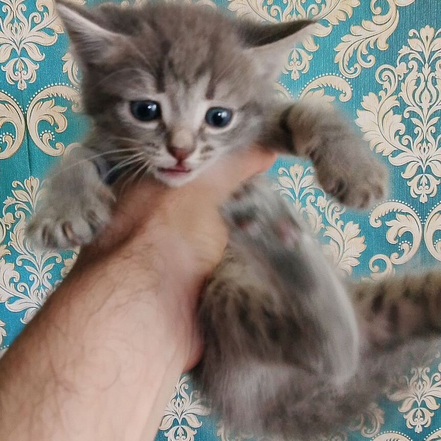 Сиамский котёнок