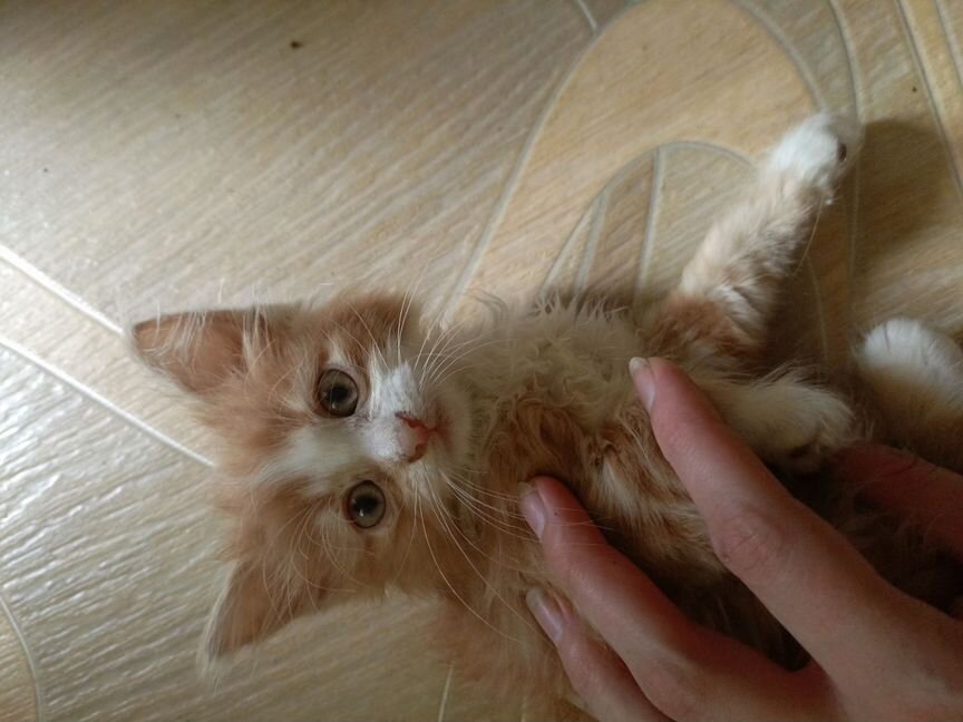 Кошка помесь майкуны