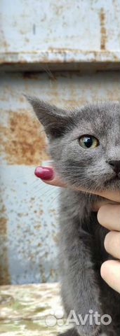 Котенок в добрые руки