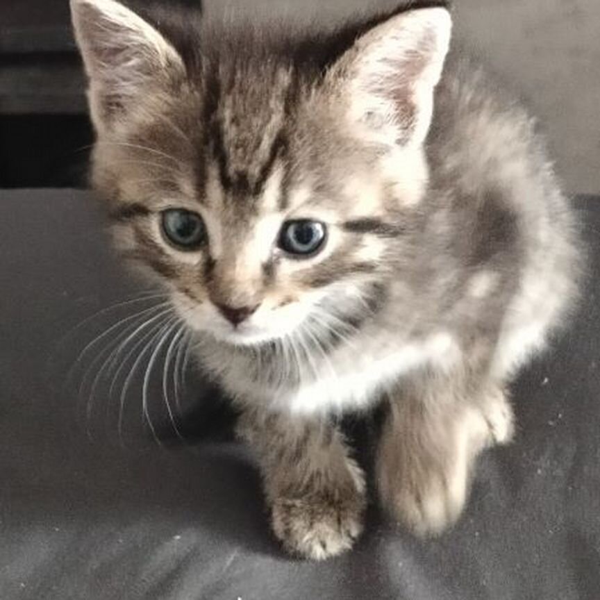 Котёнок от частного владельца