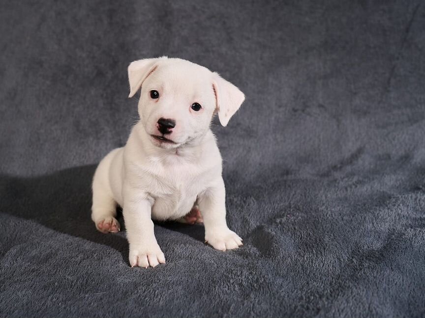 Щенки джек рассел терьер с документами