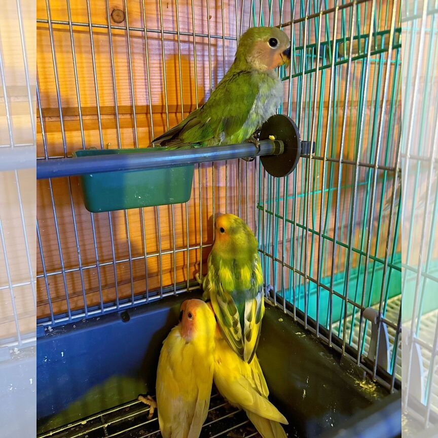 Попугай неразлучники птенцы