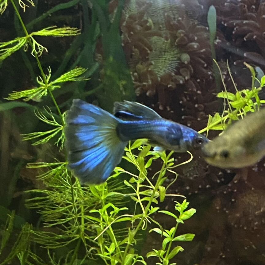 Гуппи Малахит