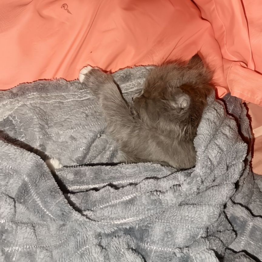 Котёнок в добрые руки