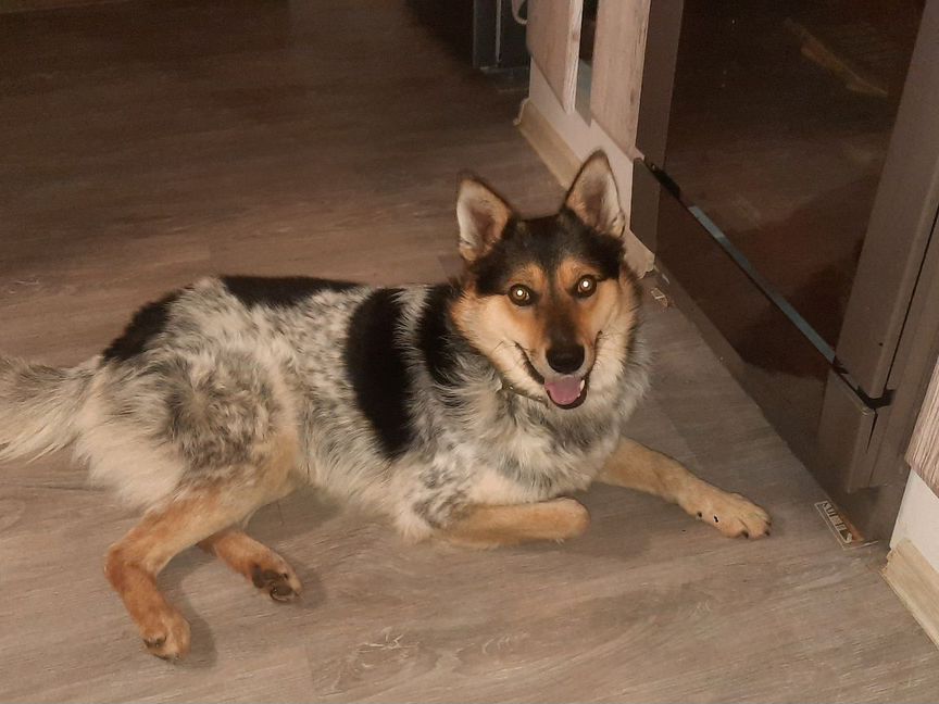 Найдена собака