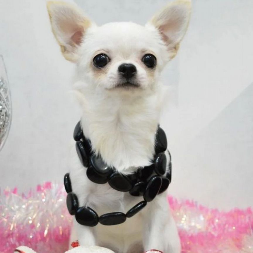 Чихуахуа, щенок