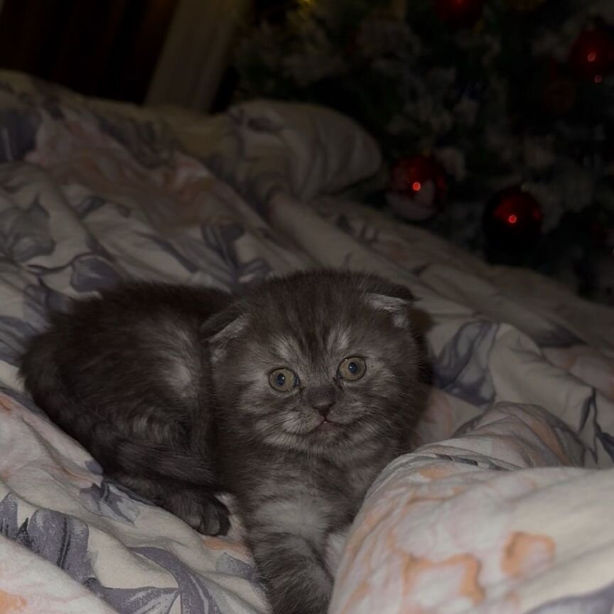 Шотландский вислоухий короткошёрстный котёнок