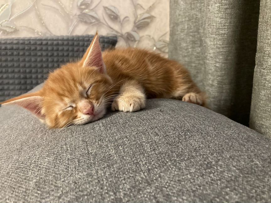 Котята мейн-кун в добрые руки