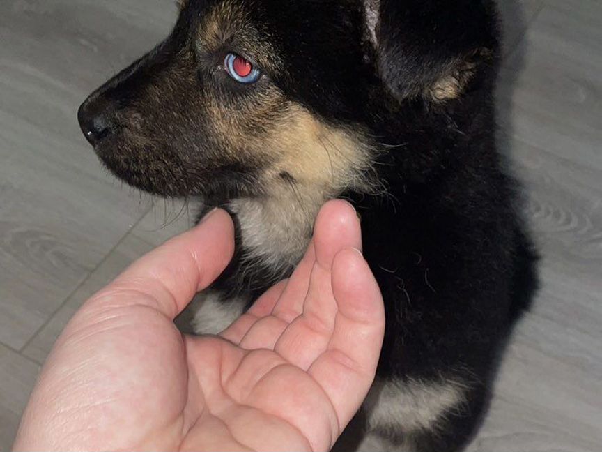 Собака в добрые руки щенок