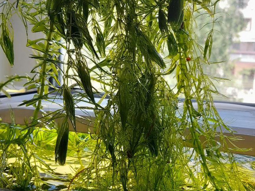 Роголистник,элодея