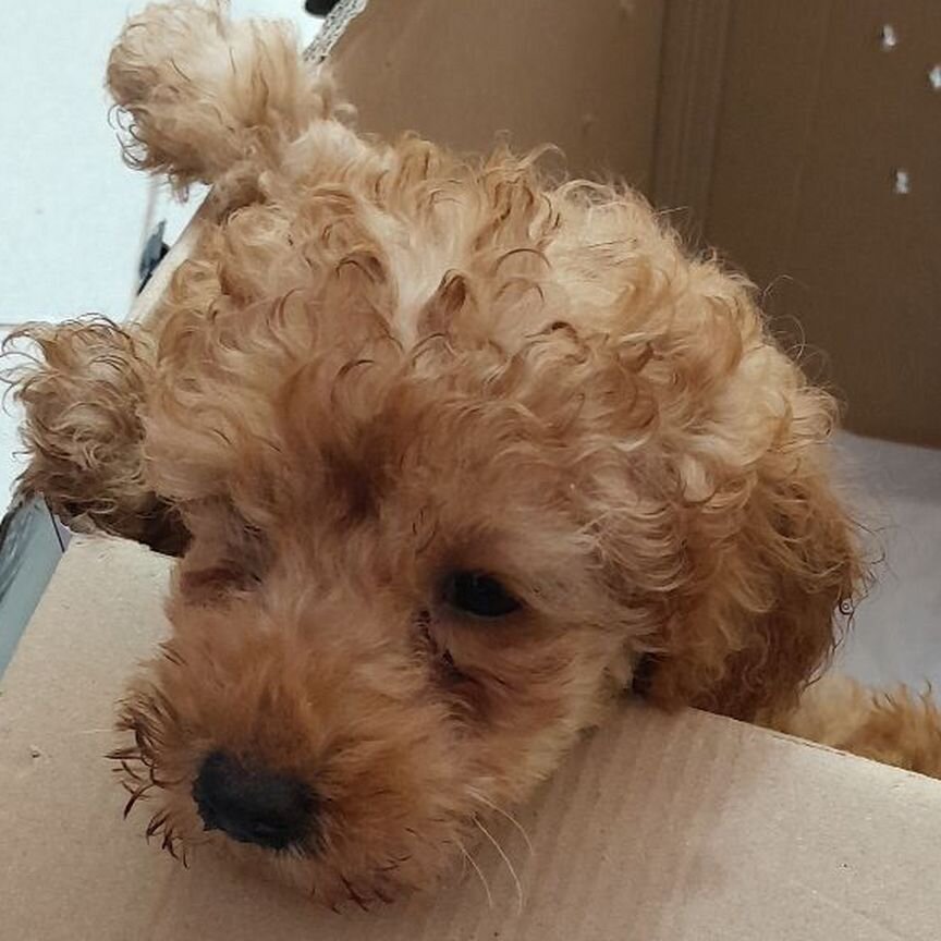 Миниатюрный пудель щенки