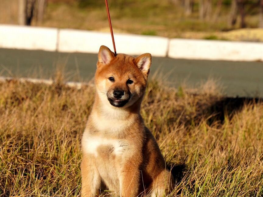 Красивый щенок сиба (шиба ину)