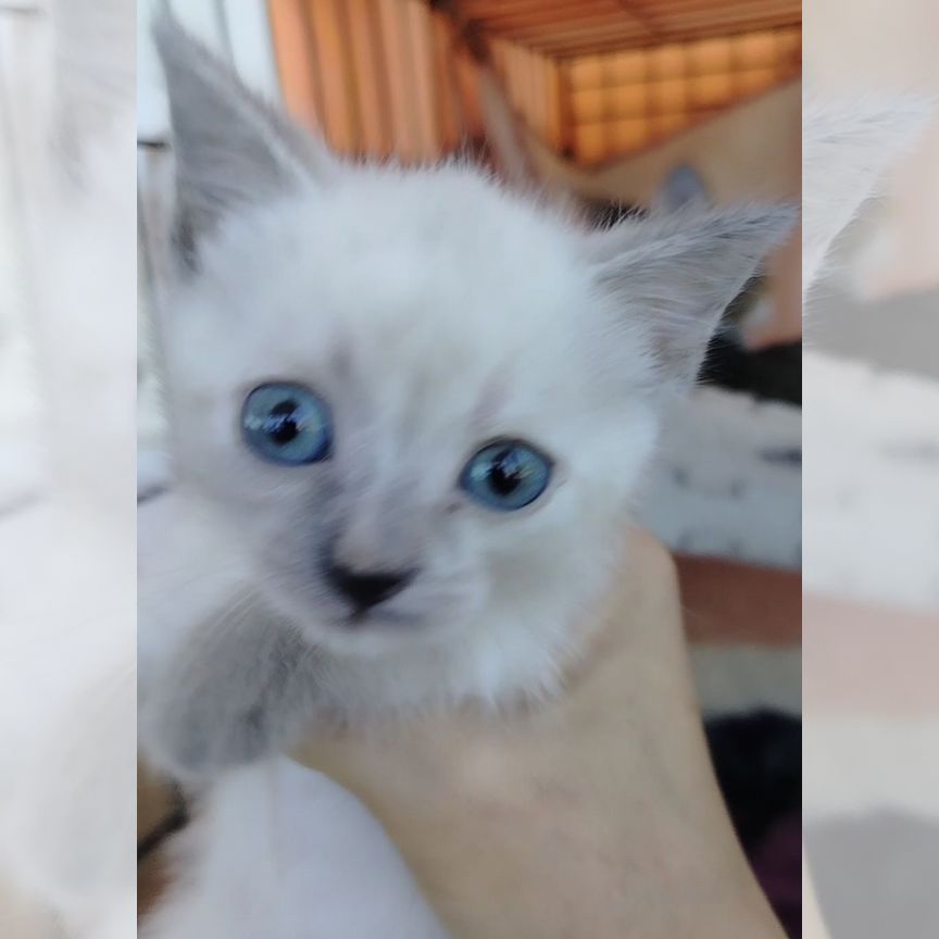 Тайский котёнок