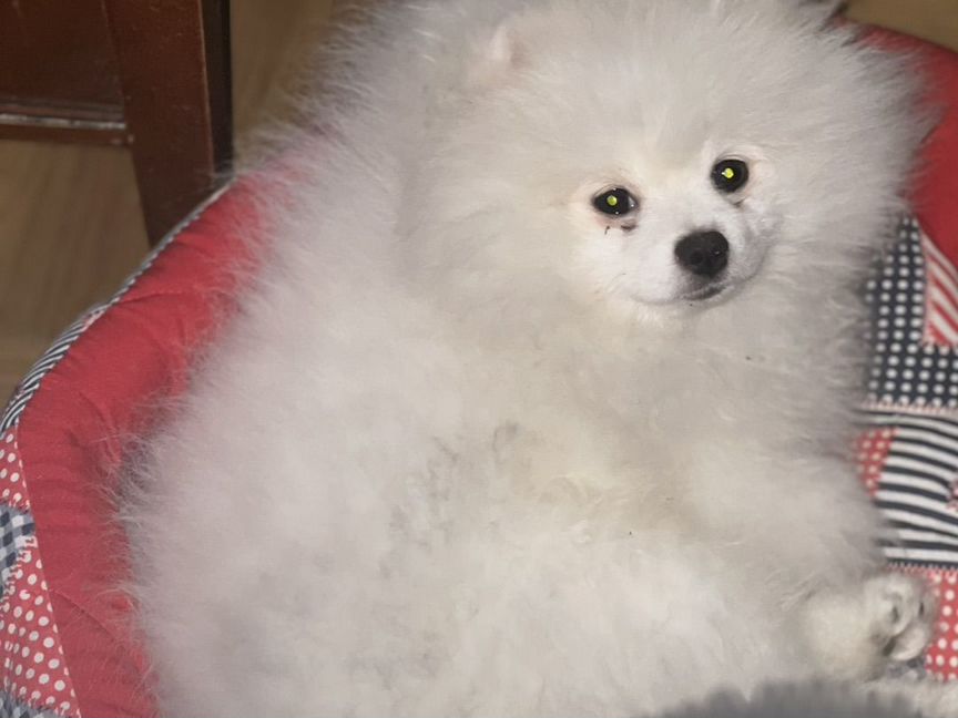 Померанский шпиц тип мишка мини