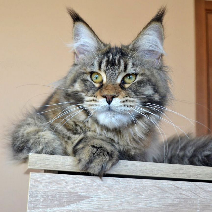 Мейн-кун кошка f25