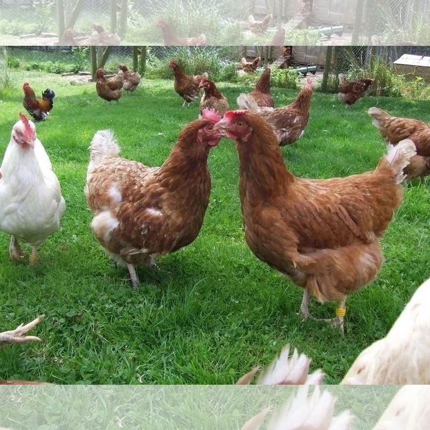 Куры несушки ломан браун