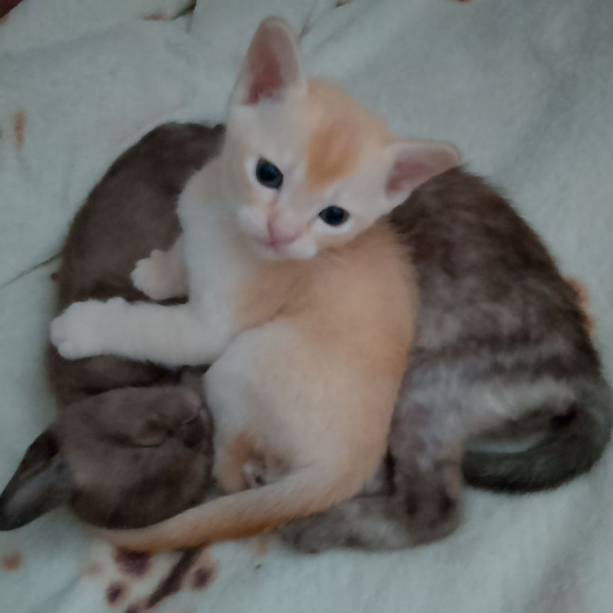 Бурманские котята