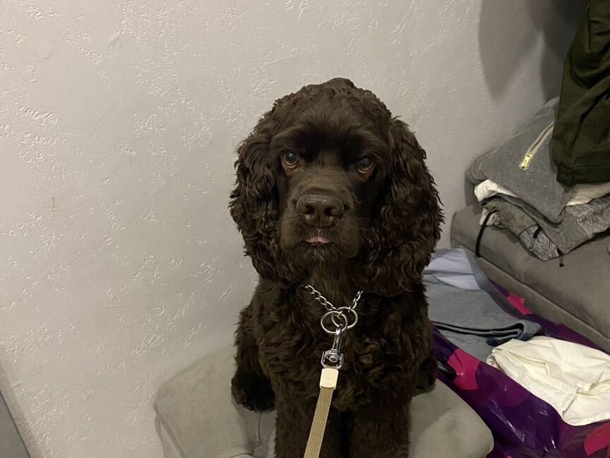 Американский кокер спаниель в добрые руки