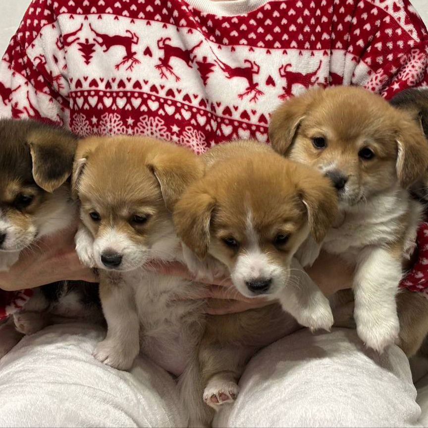 Шикарные щенки Вельш-корги пемброк