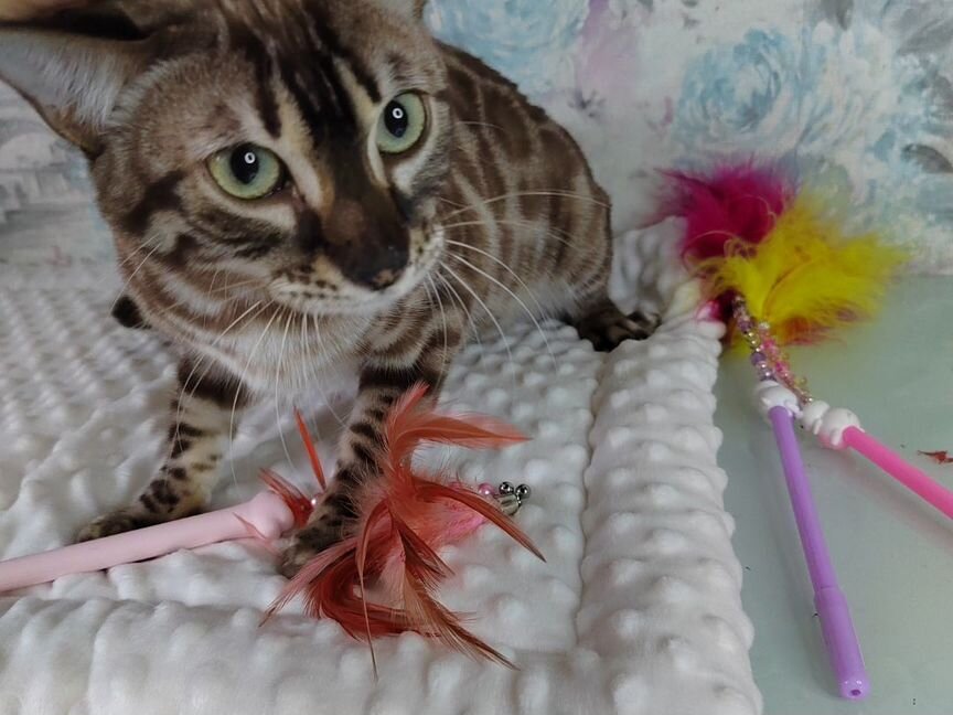 Бенгальская кошечка